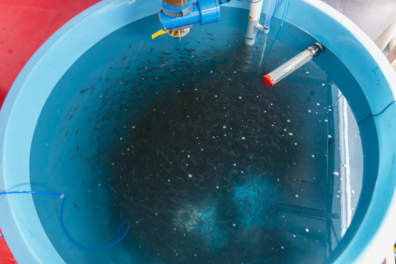 Opercule : une pisciculture en pleine ville - District Central